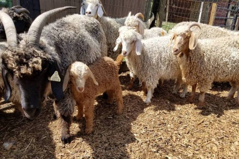 Navajo Angora Goat - Breed Profile - Goat Journal